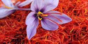 Lista de Nomes de Flores de A a Z Com Fotos | Mundo Ecologia