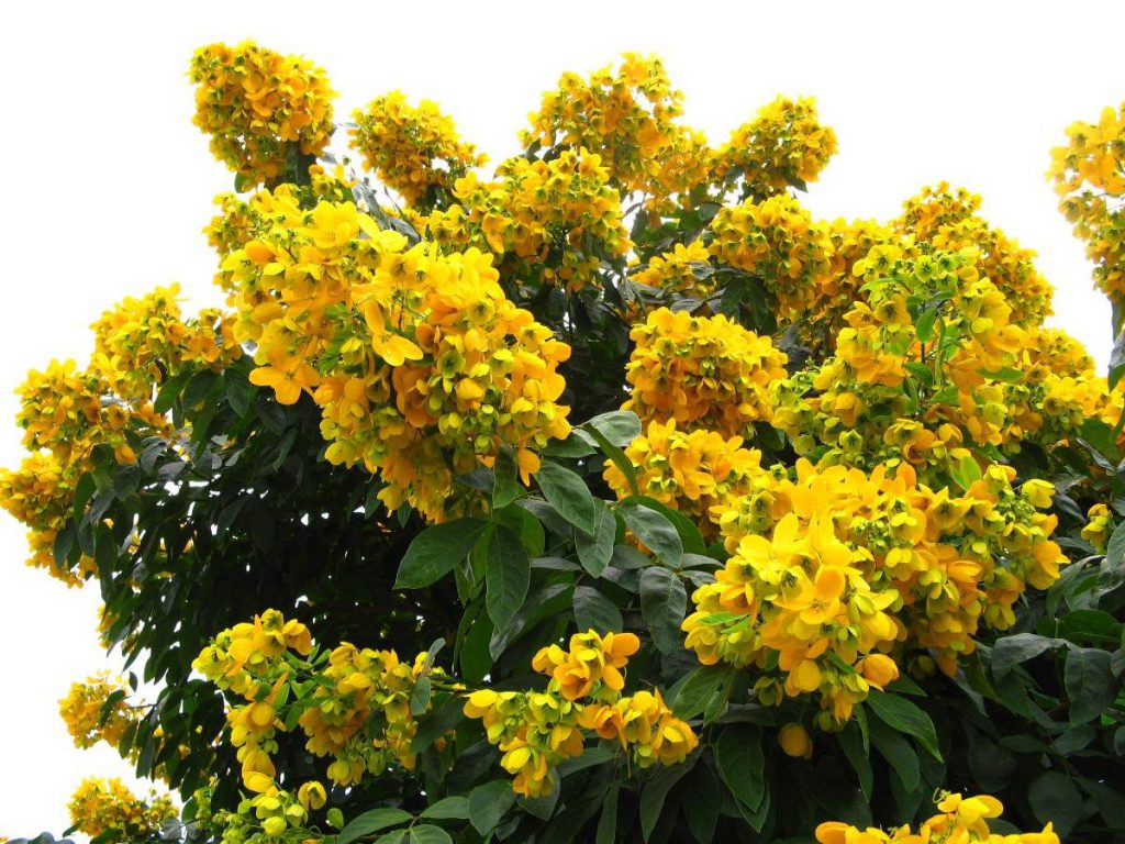 Lista de Nomes de Flores de A a Z Com Fotos – Mundo Ecologia