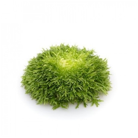 Alface Frisée: Origem | Mundo Ecologia