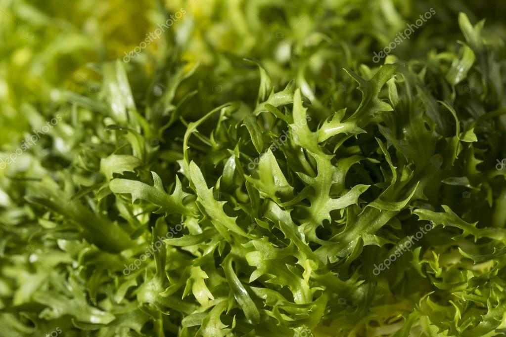 Tipos De Alface Frisée - NAZAEDU