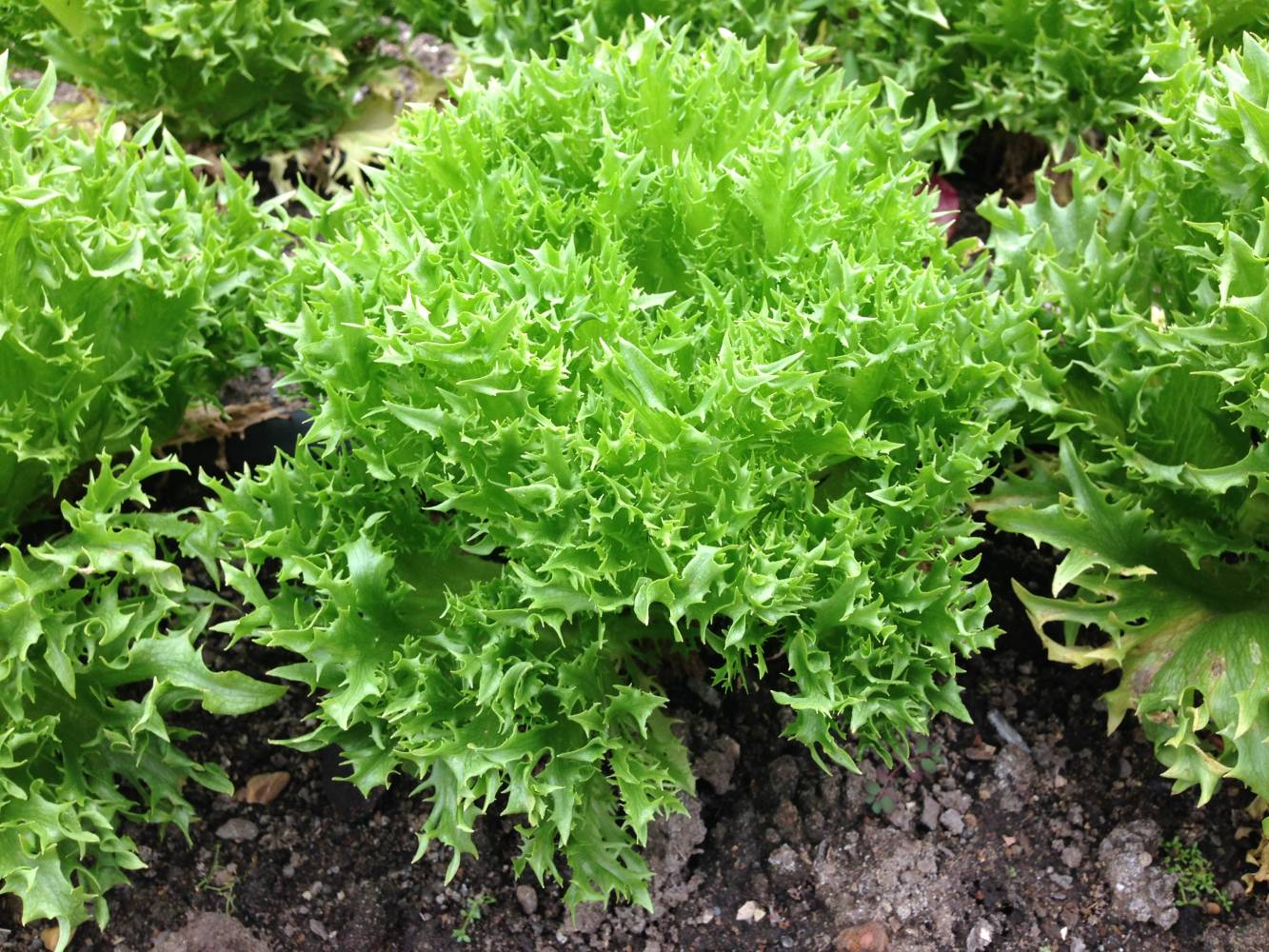 Alface Frisée: Origem | Mundo Ecologia