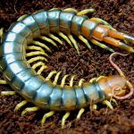 Tudo Sobre Lacraias | Mundo Ecologia