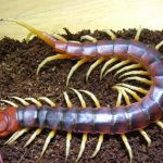 Tudo Sobre Lacraias | Mundo Ecologia