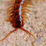 Tudo Sobre Lacraias | Mundo Ecologia