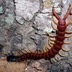 Tudo Sobre Lacraias | Mundo Ecologia