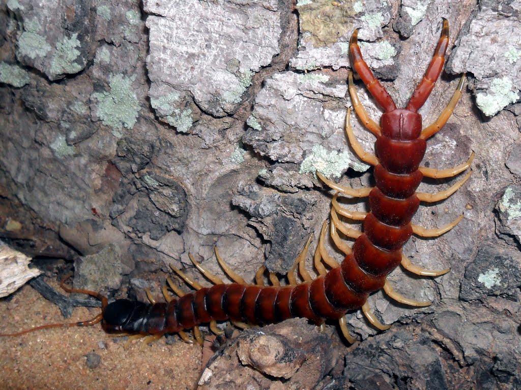 Tudo Sobre Lacraias | Mundo Ecologia