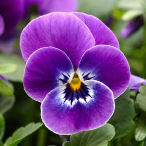 Lista de Nomes de Flores de A a Z Com Fotos – Mundo Ecologia