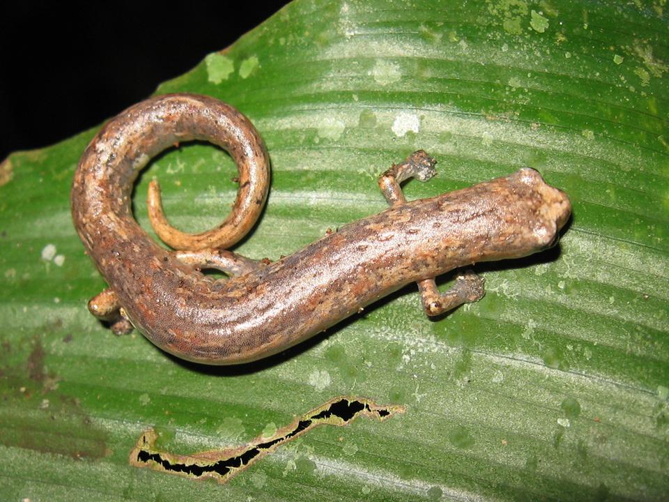 Floresta Amazônica Fauna: Principais Animais Presentes | Mundo Ecologia