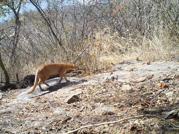 Animais Típicos da Caatinga | Mundo Ecologia