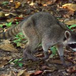 Animais Típicos da Caatinga | Mundo Ecologia