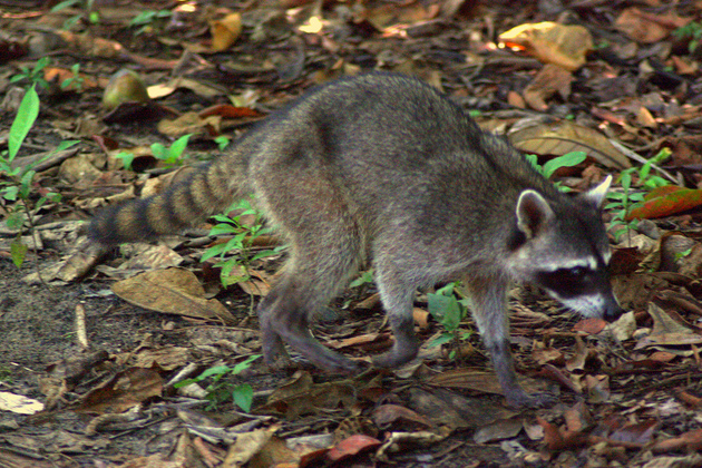 Animais Típicos da Caatinga | Mundo Ecologia