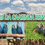 Animais Típicos da Caatinga | Mundo Ecologia