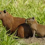 Animais Típicos da Caatinga | Mundo Ecologia