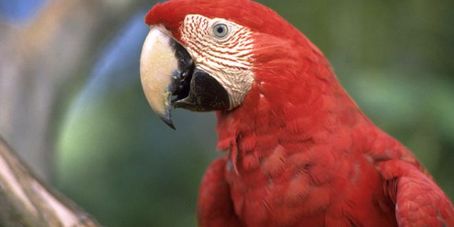 Arara Vermelha: Reprodução, Nome Científico e Fotos | Mundo Ecologia