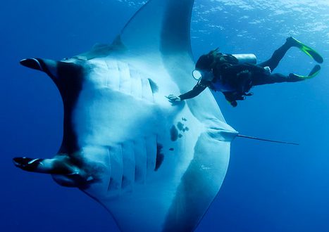 Arraia Jamanta é Perigosa? Tem Ferrão? | Mundo Ecologia