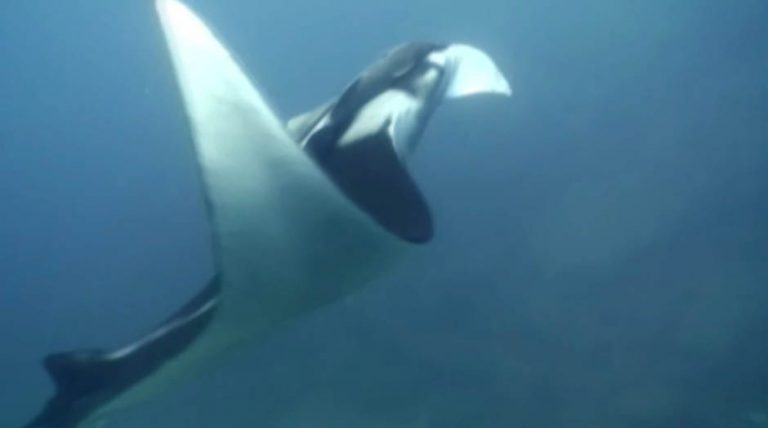 Arraia Jamanta Gigante: Tamanho e Fotos – Mundo Ecologia