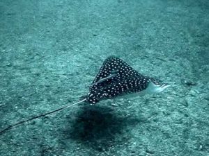 Raia Pintada: Tamanho, Curiosidades e Fotos | Mundo Ecologia