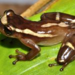 Rã Pimenta: Nome Científico, Características e Fotos | Mundo Ecologia