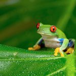 Rã Pimenta: Nome Científico, Características e Fotos | Mundo Ecologia