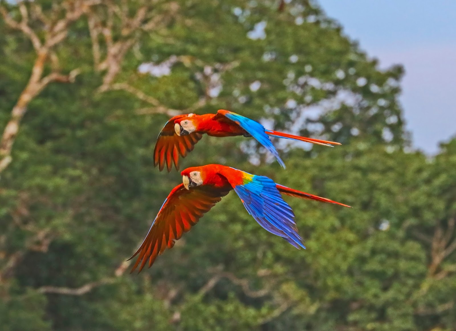 Floresta Amazônica Fauna: Principais Animais Presentes | Mundo Ecologia