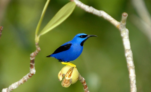 Floresta Amazônica Fauna: Principais Animais Presentes | Mundo Ecologia