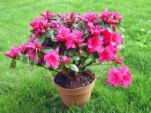 Lista de Nomes de Flores de A a Z Com Fotos – Mundo Ecologia