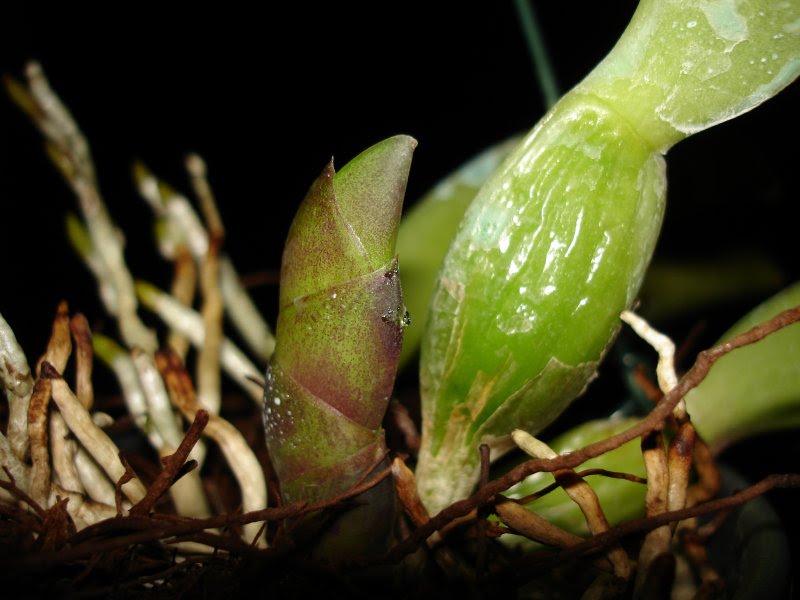 Tipos de Bulbos de Orquídeas e o que são os Bulbos nessa Planta – Mundo ...