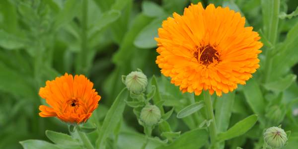 Diferentes Tipos de Margaridas | Mundo Ecologia