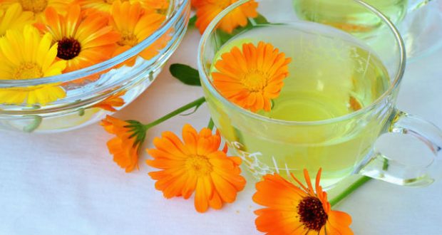 Diferentes Tipos de Margaridas | Mundo Ecologia