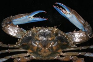 Siri de Areia de Praia Fotos e Vídeos | Mundo Ecologia