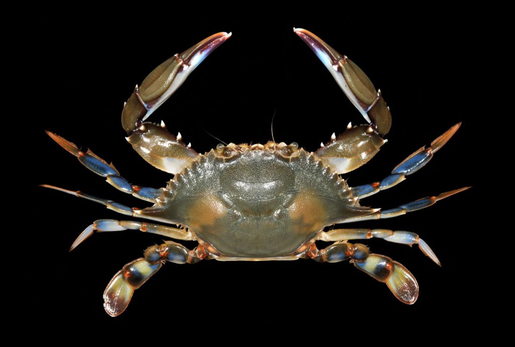 Siri de Areia de Praia Fotos e Vídeos | Mundo Ecologia