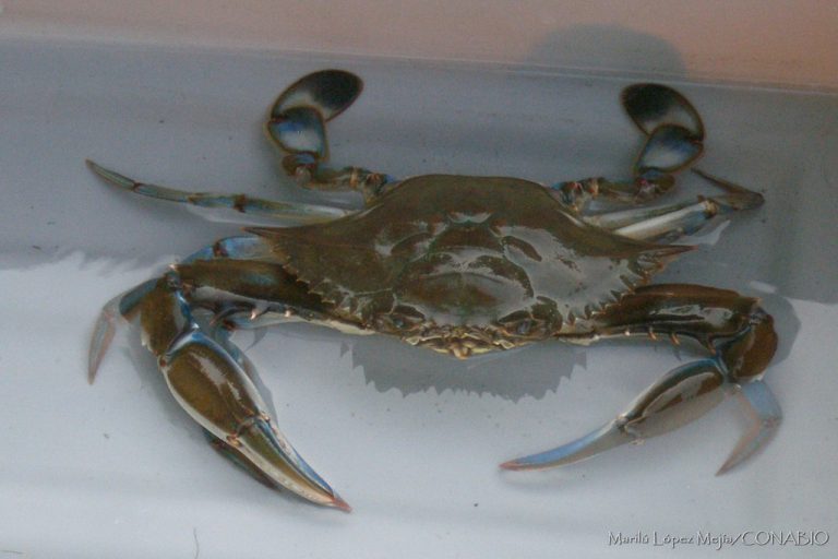 Siri de Areia de Praia Fotos e Vídeos | Mundo Ecologia