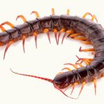 Tudo Sobre Lacraias | Mundo Ecologia