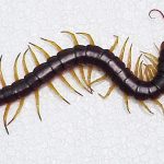 Tudo Sobre Lacraias | Mundo Ecologia