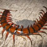 Tudo Sobre Lacraias | Mundo Ecologia