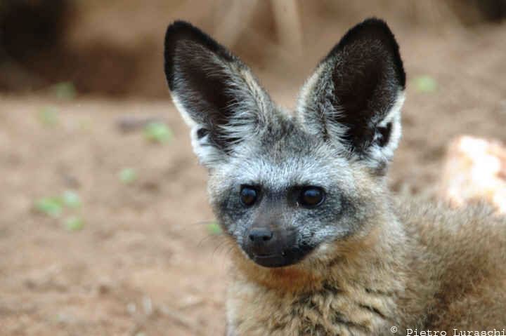 Raposa Orelha de Morcego: Fotos e Características – Mundo Ecologia