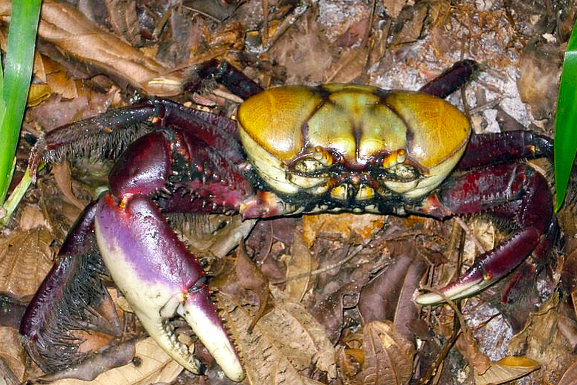 Caranguejo Uçá Morfologia e Quanto Pesa | Mundo Ecologia