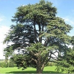 Catálogo de Árvores no Brasil com Fotos | Mundo Ecologia