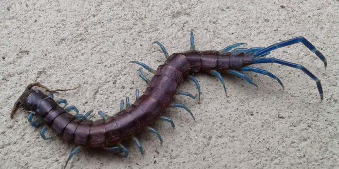 Espécies e Tipos de Centopeias | Mundo Ecologia