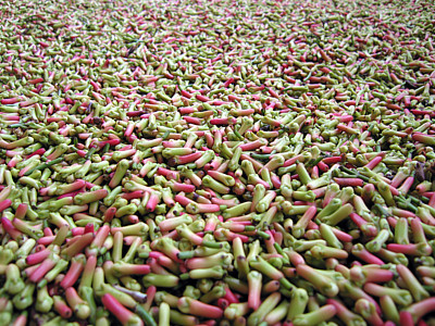 Produção de Cravo da Índia no Brasil – Mundo Ecologia