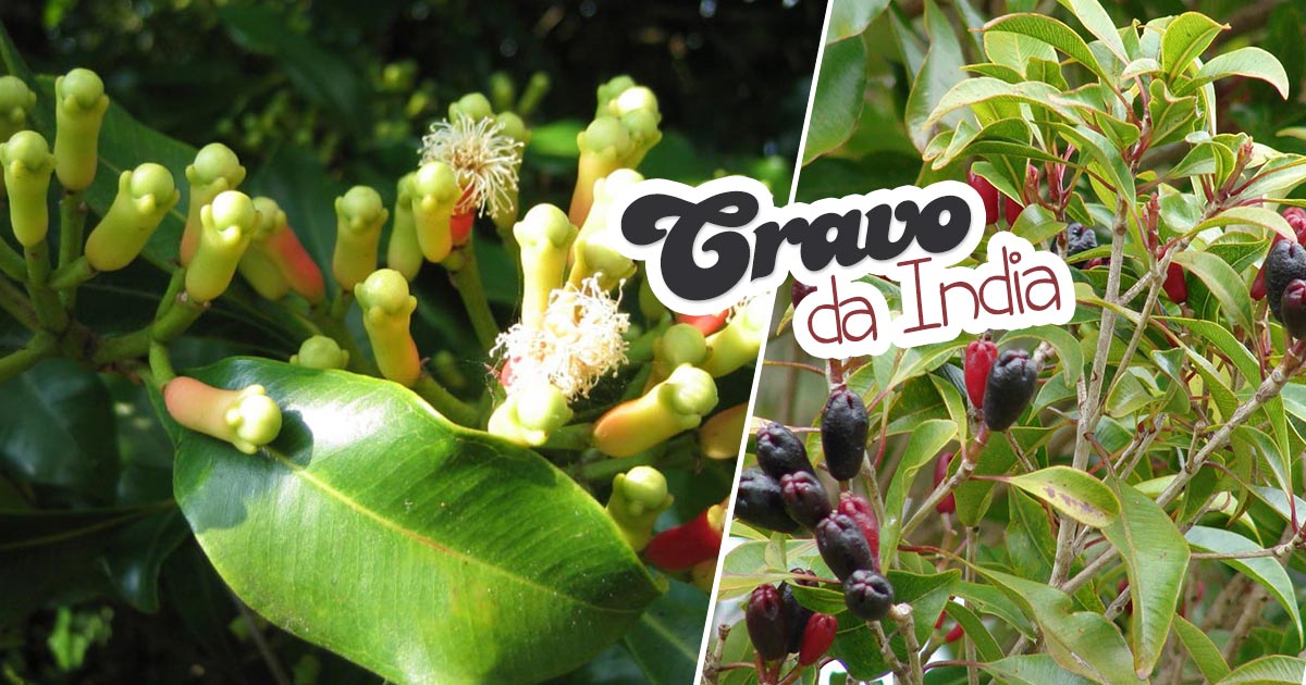 Como Colher Cravo-da-Índia | Mundo Ecologia