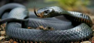 Mamba Azul: Características, Fotos e Nome Científico – Mundo Ecologia