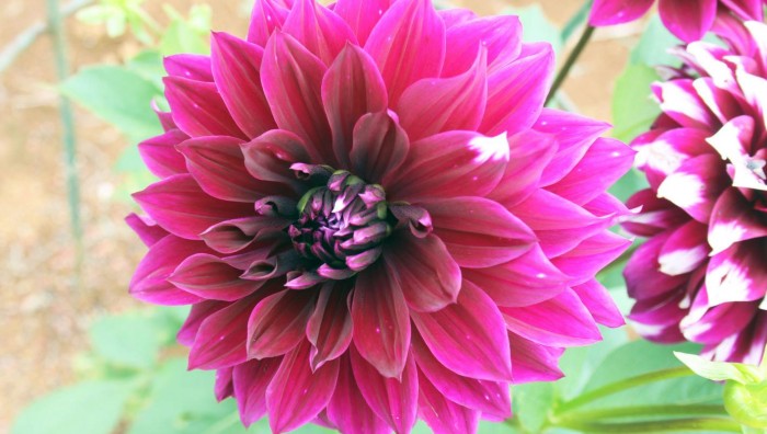Lista de Nomes de Flores de A a Z Com Fotos | Mundo Ecologia