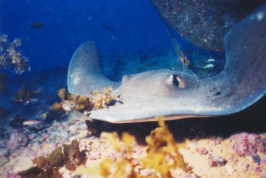 Espécies De Arraias No Brasil: Tipos com Fotos | Mundo Ecologia