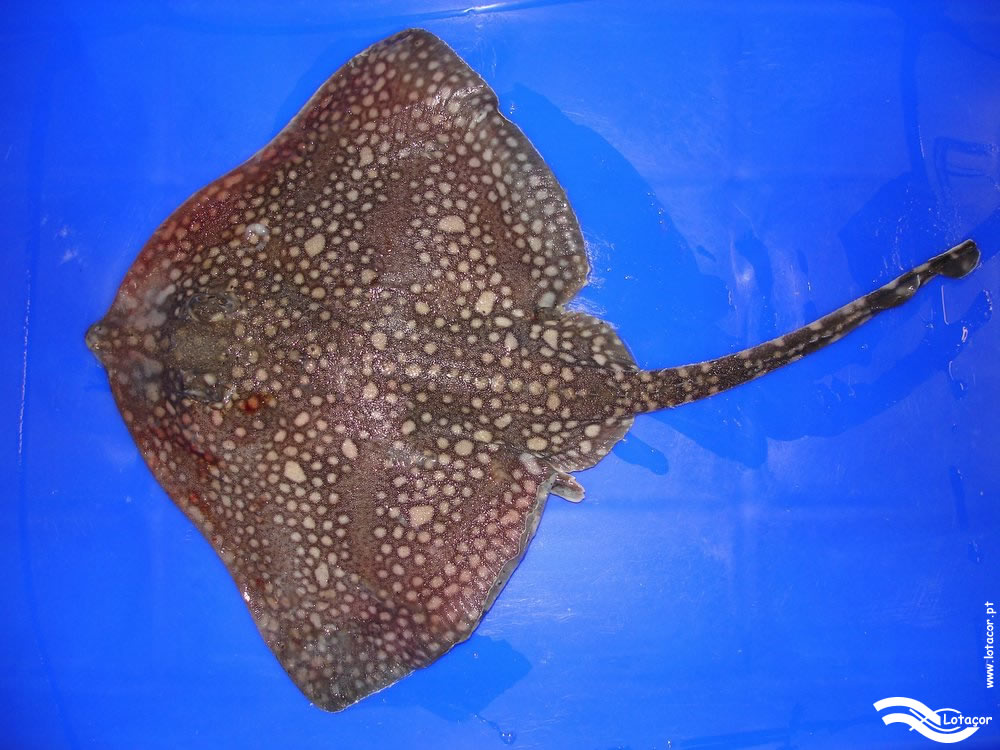 Espécies De Arraias No Brasil: Tipos com Fotos | Mundo Ecologia