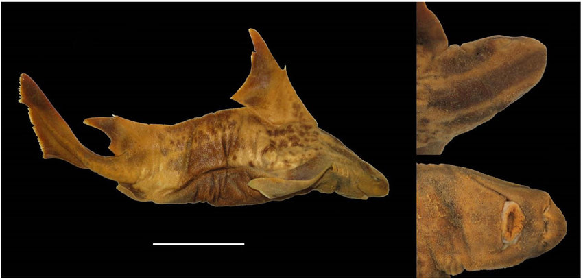 Raia Pintada Batoidea ou Rajomorphii: Características e Fotos – Mundo ...