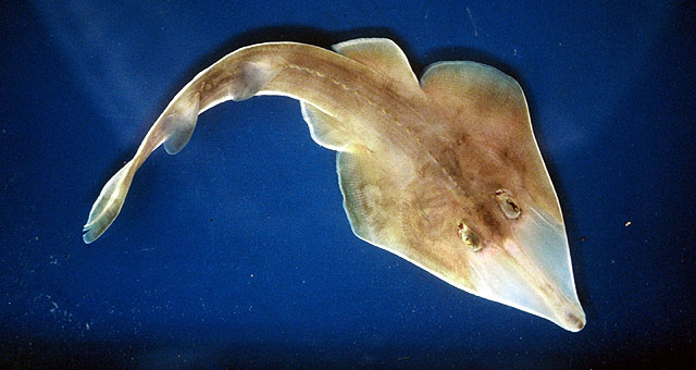 Raia Pintada Batoidea ou Rajomorphii: Características e Fotos – Mundo ...
