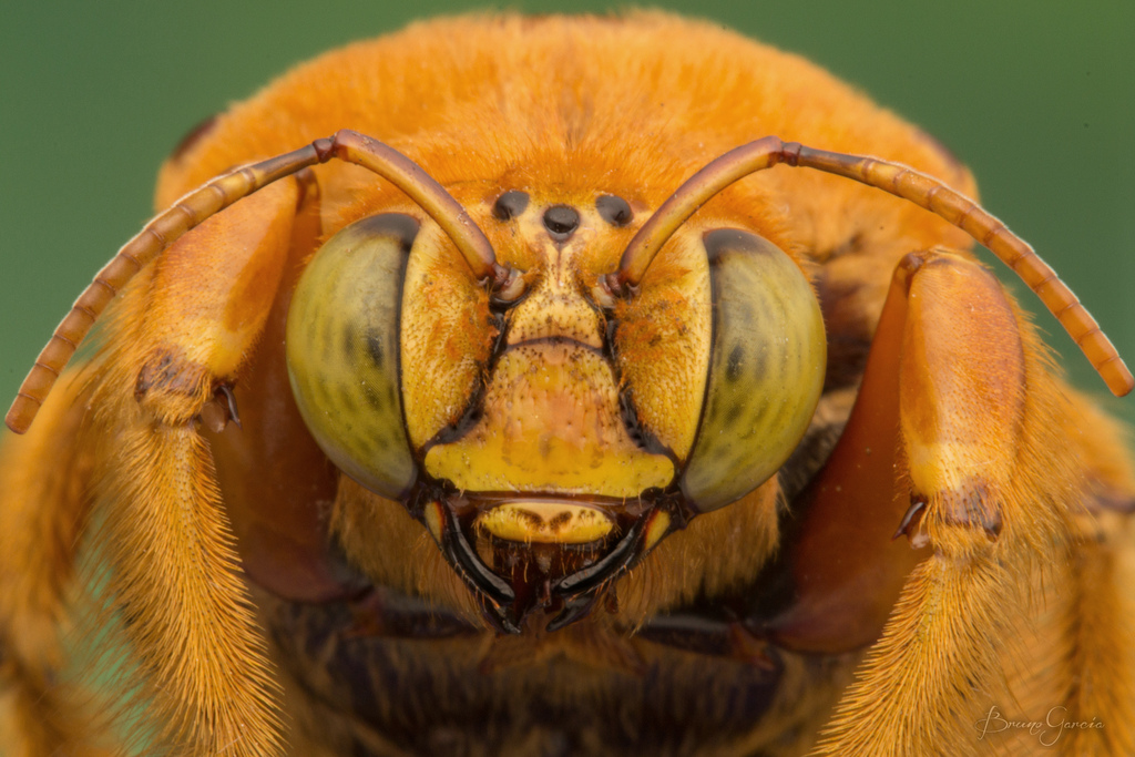 Abelha-Europeia, Características: É Perigosa? | Mundo Ecologia