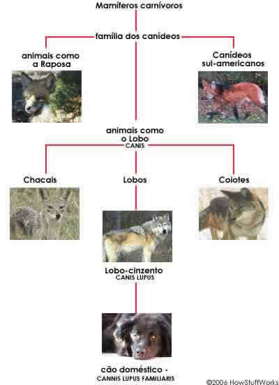 Raposa é Canino? Qual Seu Tempo de Vida? | Mundo Ecologia
