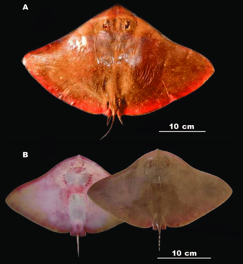 Raia Pintada Batoidea ou Rajomorphii: Características e Fotos – Mundo ...